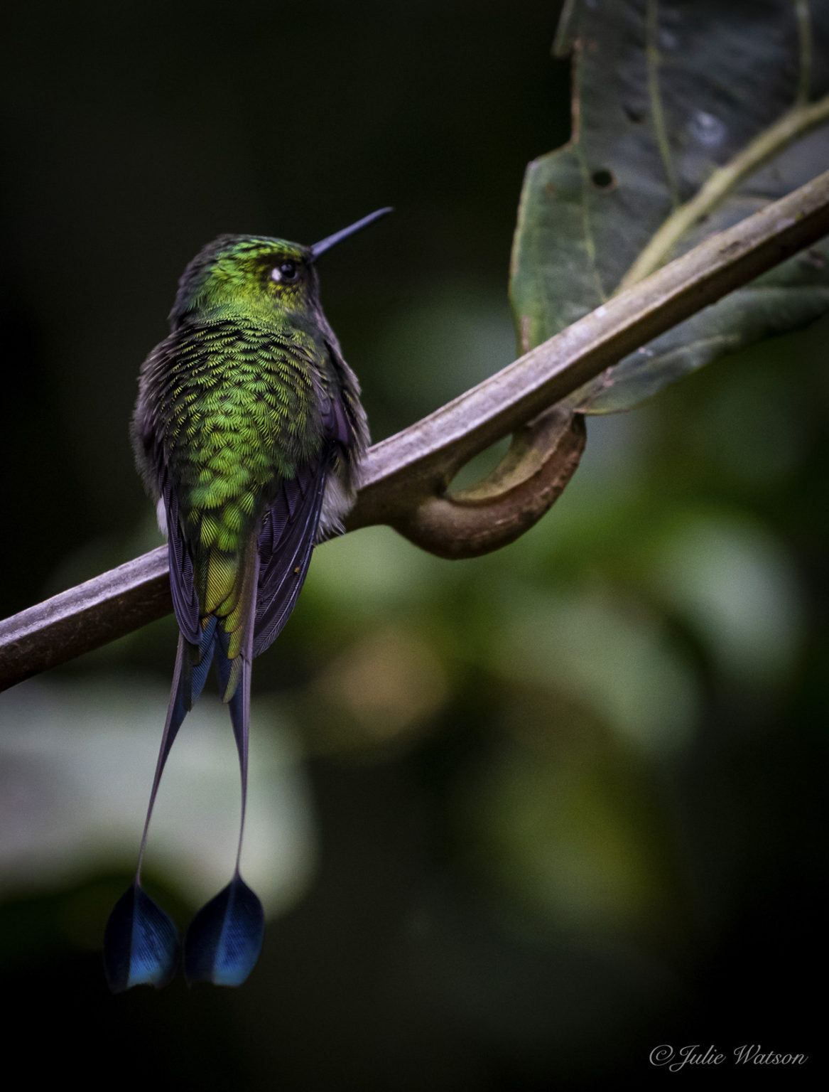 LOS COLIBRÍES DE ECUADOR - Chakana News