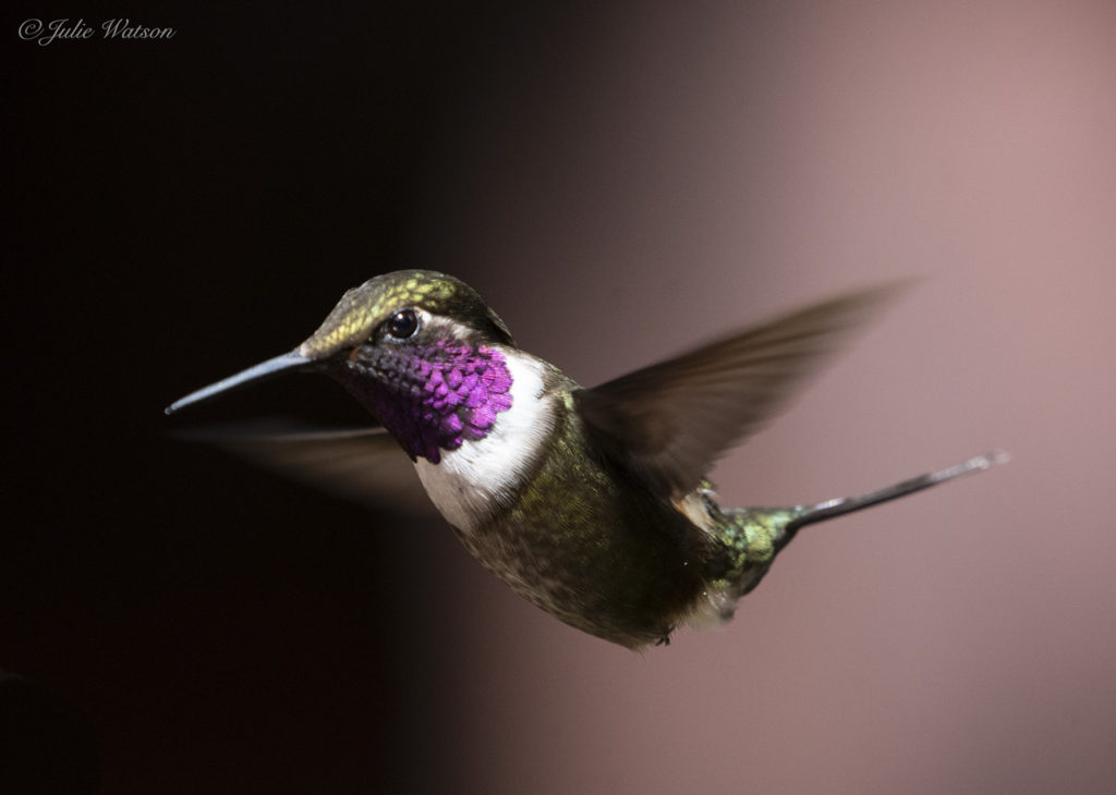LOS COLIBRÍES DE ECUADOR - Chakana News
