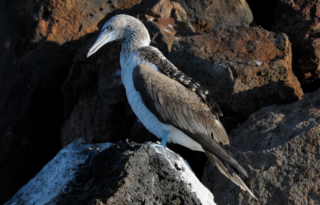 Piqueros patas azules: tesoros naturales de Galápagos - Chakana News