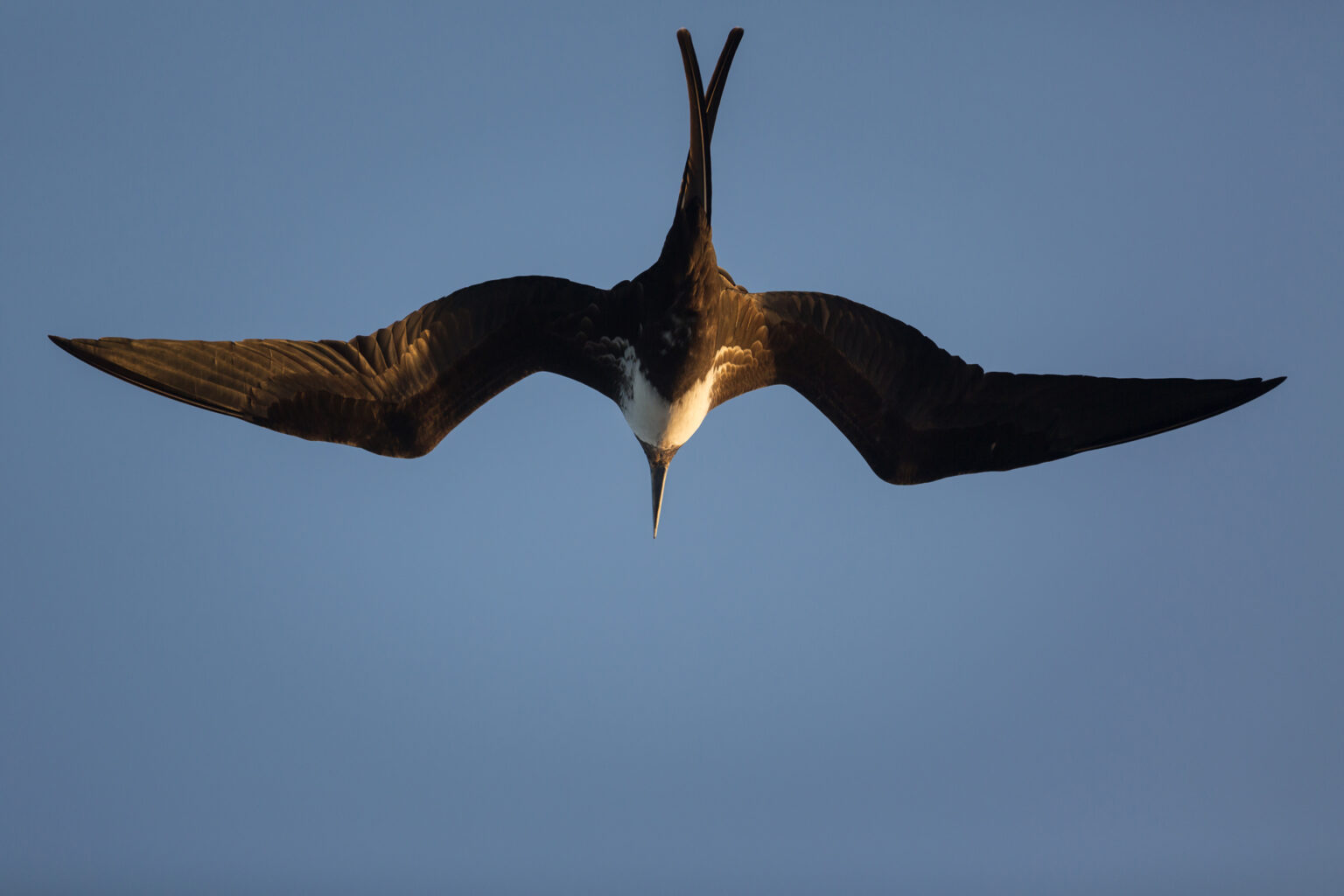 Fragatas magníficas de Galápagos "piratas del mar" - Chakana News