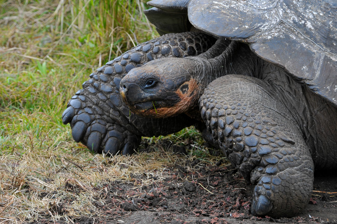 Tortuga gigante de Galápagos: Descubre sus secretos - Chakana News